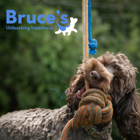 Piper - Our Brands - Bruce’s Doggy Day Care