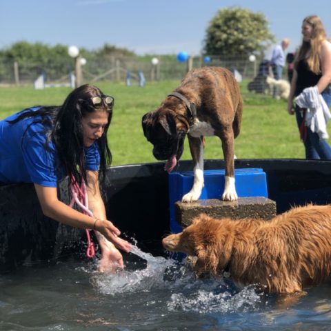 Piper - Our Brands - Bruce’s Doggy Day Care
