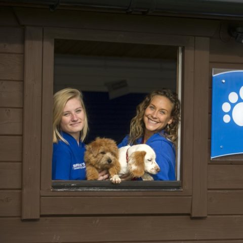 Piper - Our Brands - Bruce’s Doggy Day Care